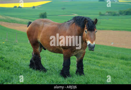 Pfalz Ardenner Pferd (Equus Przewalskii F. Caballus), Hengst auf der ...