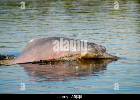 Schwimmen mit dem Amazonas rosa Delphin (Inia Geoffrensis), auch im ...