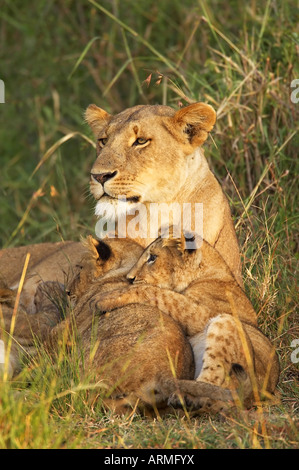 Lion (Panthera leo) Löwin mit ihren Jungen, die im grünen Busch kratzen ...