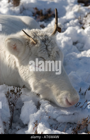 Rentiere, Karibus (Rangifer tarandus), albino, Stehen im Moor, Finnland ...