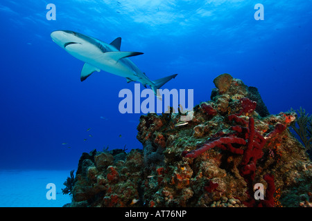 Karibische Hai (Carcharhinus Perezi), Korallen Riff, Republik Kuba ...