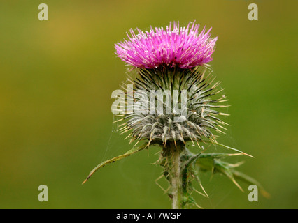 Schottland, Distel Blume in grauen Stein gemeißelten Wappen Stockfoto ...