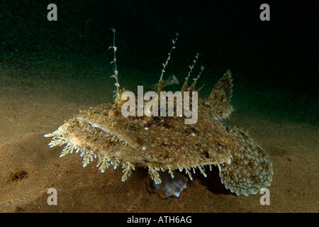 Mönch Fisch, Unterwasser, Tauchen, Tauchen, Ozean, Meer, Leben im Meer ...