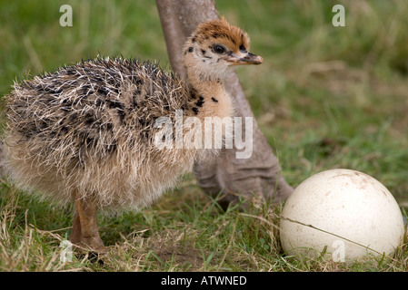 Baby Strauß Struthio camelus Stockfoto, Bild: 5353954 - Alamy