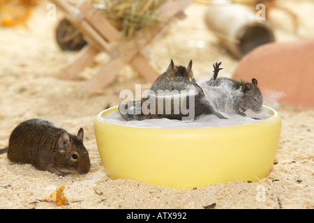 Degu Baden Sand / Octodon spp Stockfotografie - Alamy