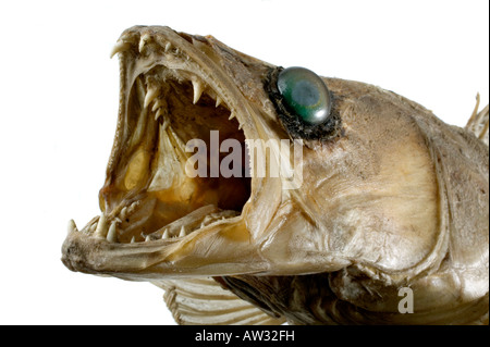 Ausgestopfter Sander Lucioperca, Zander Hecht Barsch, Vorbereitung ...