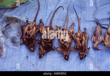 Gekochte Ratten auf dem Display auf dem Markt der Tomahon ...