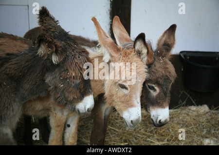 Drei Esel im Stall Stockfotografie - Alamy