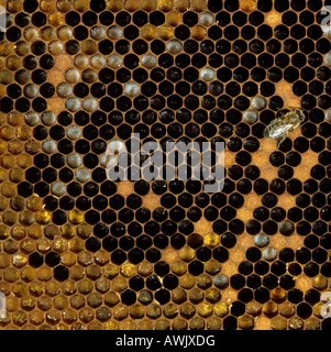 Honey Bee, hive Biene (Apis mellifera mellifera), Schärmen biene ...