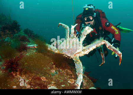Rote Königskrabbe (Paralithodes Camtschatica). Barentssee, Russland ...
