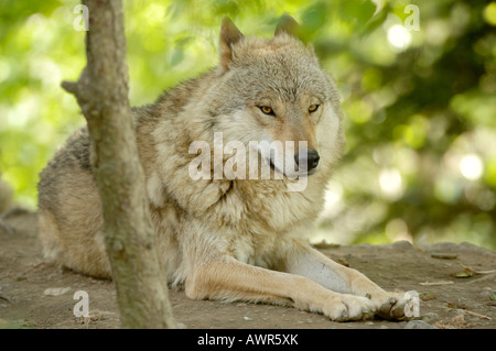 Mongolischer Wolf (Canis Lupus Chanco Stockfotografie - Alamy
