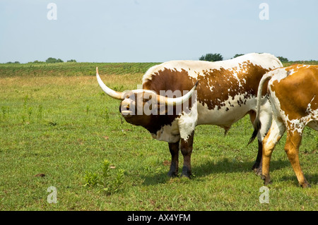 Kanton, Texas Longhorn, Rinder, Kuh, Landwirtschaft, Tier, USA ...