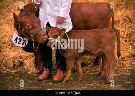 Neugeborenes Kalb mit seiner Mutter in einem Stall in Österreich ...