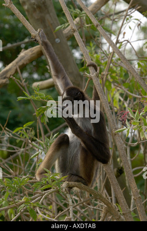 Vielbunter Spinnenaffe (Ateles hybridus) Männchen hängend im Baum ...