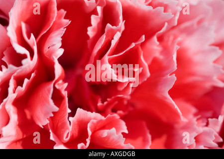 Eine einzelne Rosa Nelke Dianthus isoliert auf weißem Hintergrund ...