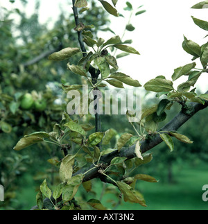Schäden an einem Apfelbaum Frucht Baum rote Spinne Milben Panonychus ...