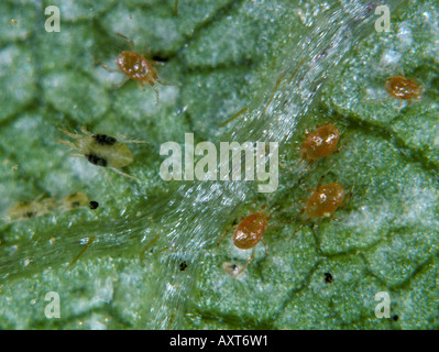 Raubmilben (Phytoseiulus Persimilis) auf einem Blatt mit Beute Milben ...