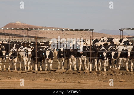 Drängten sich Rinder Feedlot nahe Hereford im Bereich Panhandle von ...