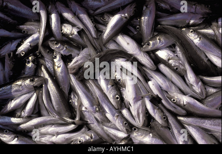 Fisch Fische Hering Heringe essen Nahrungsmittel traditionelle Zwiebel ...
