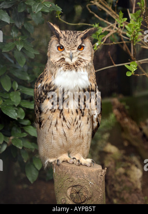 Turkmenischen Uhu/Bubo bubo turcomanus sitzt seitlich auf weißem ...
