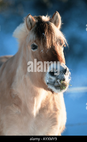 Norweger Fjordpferd norwegischer Fjord Pferd Stockfotografie - Alamy
