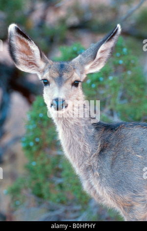 Maultierhirsch (Odocoileus hemionus), Mammalia, Knights Ferry, CA, USA ...