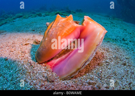 Queen Conch Muscheln begeistert Gigas Insel Bonaire Niederländische ...