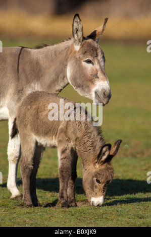 Zwei Esel (Equus Asinus) stand vor Nevado Jirishanca Berg, Cordillera ...
