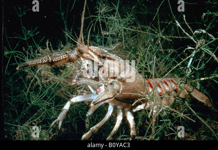 Spinycheek Krebse, amerikanischer Flusskrebs, amerikanische Flusskrebse ...