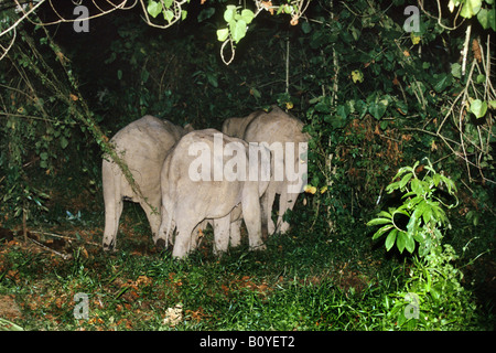 Bornes Zwerg Elefant (Elephas Maximus Borneensis), im Regenwald, mit ...