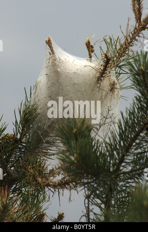 Processionaria del Pino Thaumatopea Pityocampa Processionaria Insetti ...