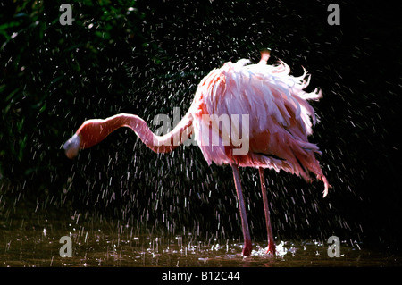Anden Flamingo (phoenicopterus andinus), Reserva Nacional Los Flamencos ...
