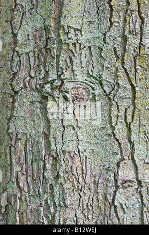 Edle Tanne Abies Procera Nahaufnahme von der Rinde des Reifen Baum ...