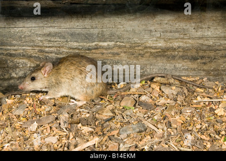 Schwarze Ratte, Dach-Ratte, Haus-Ratte, Schiff Ratte, Ratten, Hausratte ...