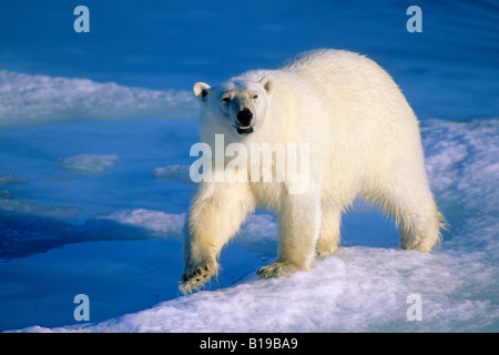 Polar Bear die Jagd auf Robben auf einer kleinen Eisbergs, mit einem ...
