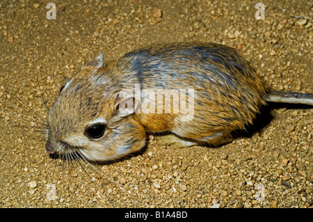 Eine wüste Känguru Ratte Stockfoto, Bild: 182971518 - Alamy