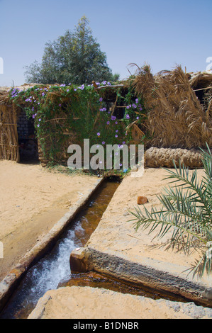 Ägypten - Wüste Sahara, Bewässerung in einem Feld der Landgewinnung ...