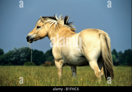 Fjord-Pferd oder norwegischen Fjord Pferd Norweger - Norwegisches ...