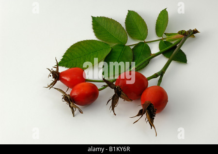 Hagebutte Frucht der Hundsrose Rosa Canina Familie Rosengewächse rot ...