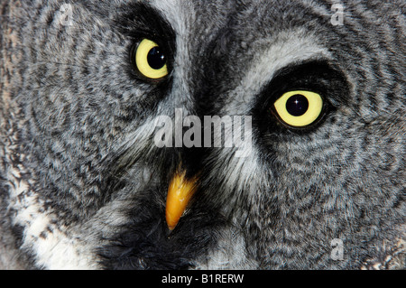 Große graue Eulen, thront auf dem Nest mit Eulen, Finnland, Europa Lappland Eulen (Strix ...