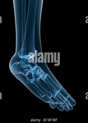 Anatomie des menschlichen Fusses Stockfotografie - Alamy