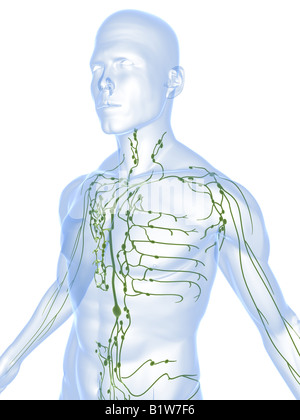 Lymphsystem des männlichen Körper Anatomie Stockfotografie - Alamy