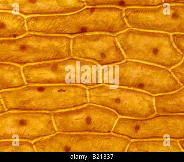 ZWIEBEL-HAUTZELLEN (EPIDERMISZELLEN) / ZEIGT ZELLSTRUKTUR UND KERN ...