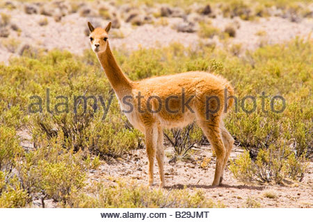 Vikunja oder Vicugna Vicugna Vicugna, Las Vikunjas Nationalreservat ...