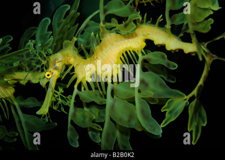 Eine männliche belaubte Fetzenfisch (Phycodurus Eques) schwimmt über ...