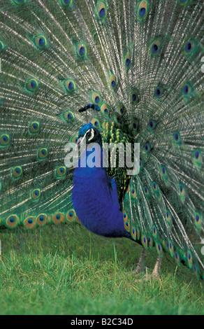 Indische blaue männliche Pfau (Pavo Cristatus) umwerben weiblicher ...
