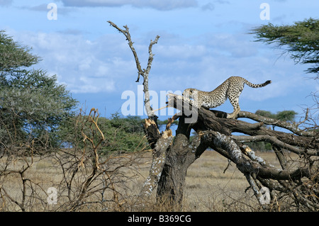 Gepard mit einem eingestürzten Baum als Aussichtspunkt um zu suchen ...