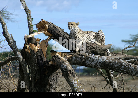Gepard mit einem eingestürzten Baum als Aussichtspunkt um zu suchen ...