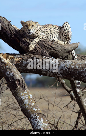 Gepard mit einem eingestürzten Baum als Aussichtspunkt um zu suchen ...
