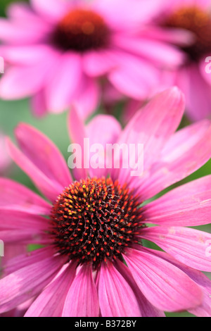 Purple cone Flower (Echinacea purpurea 'Magnus') und orange Kegel Blüte ...